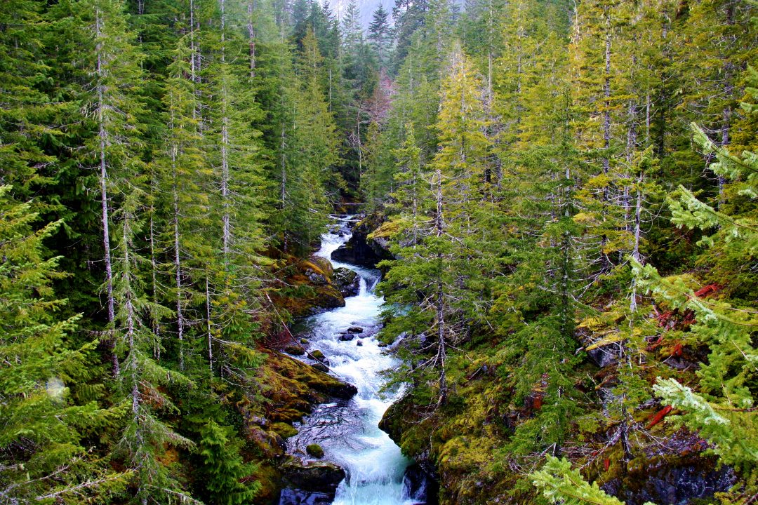 Wild Olympics: The Majestic Hamma Hamma | Wild Olympics Campaign