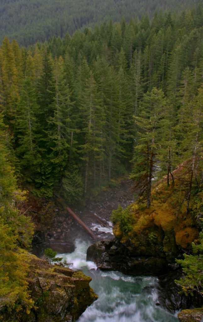 Wild Olympics: The Majestic Hamma Hamma | Wild Olympics Campaign