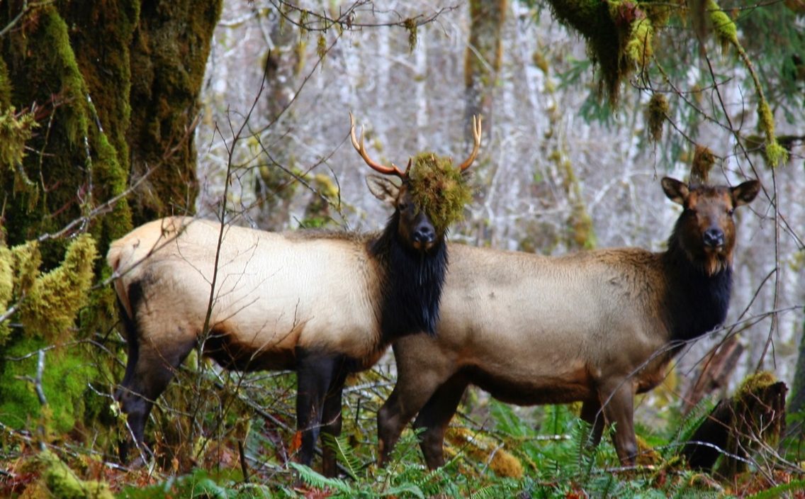 Six Ways to Find Fall in the Wild Olympics | Wild Olympics Campaign